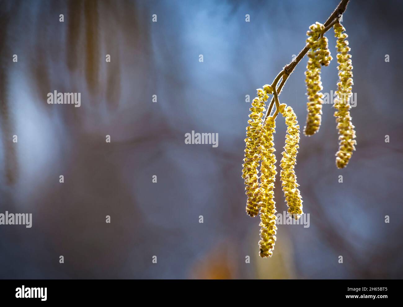 Spring flowers catkins of Common hazel (Corylus avellana) similar to ...