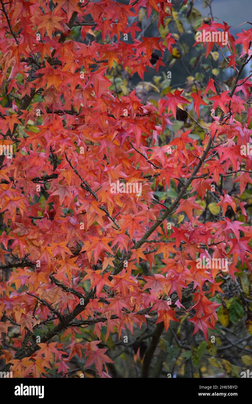 Amber tree hi-res stock photography and images - Alamy