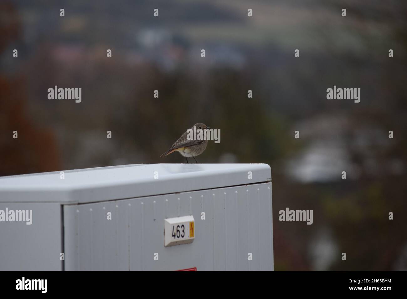 a black Redstart on a Power distribution box Stock Photo - Alamy