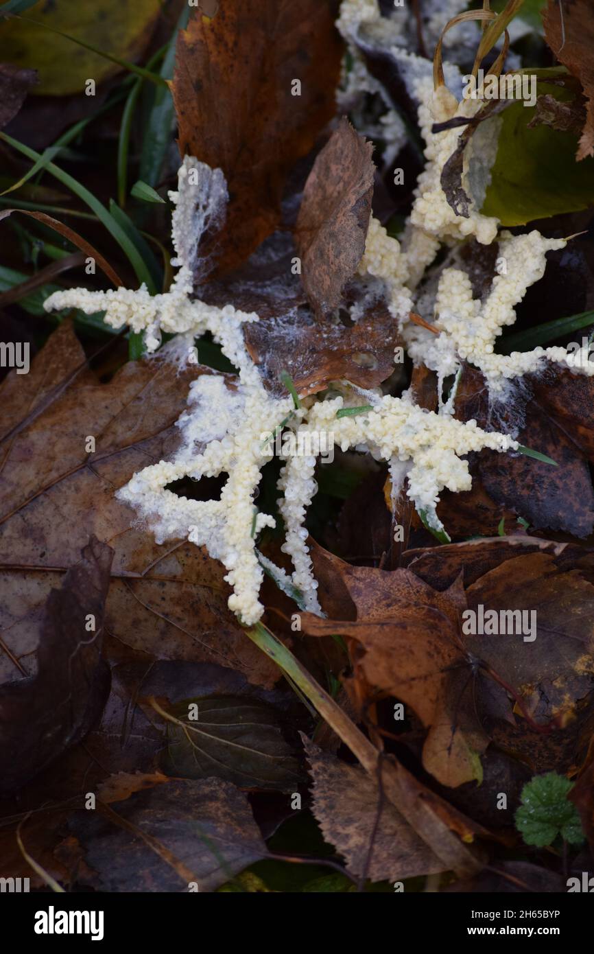 Fungi that decompose insects hi-res stock photography and images - Alamy