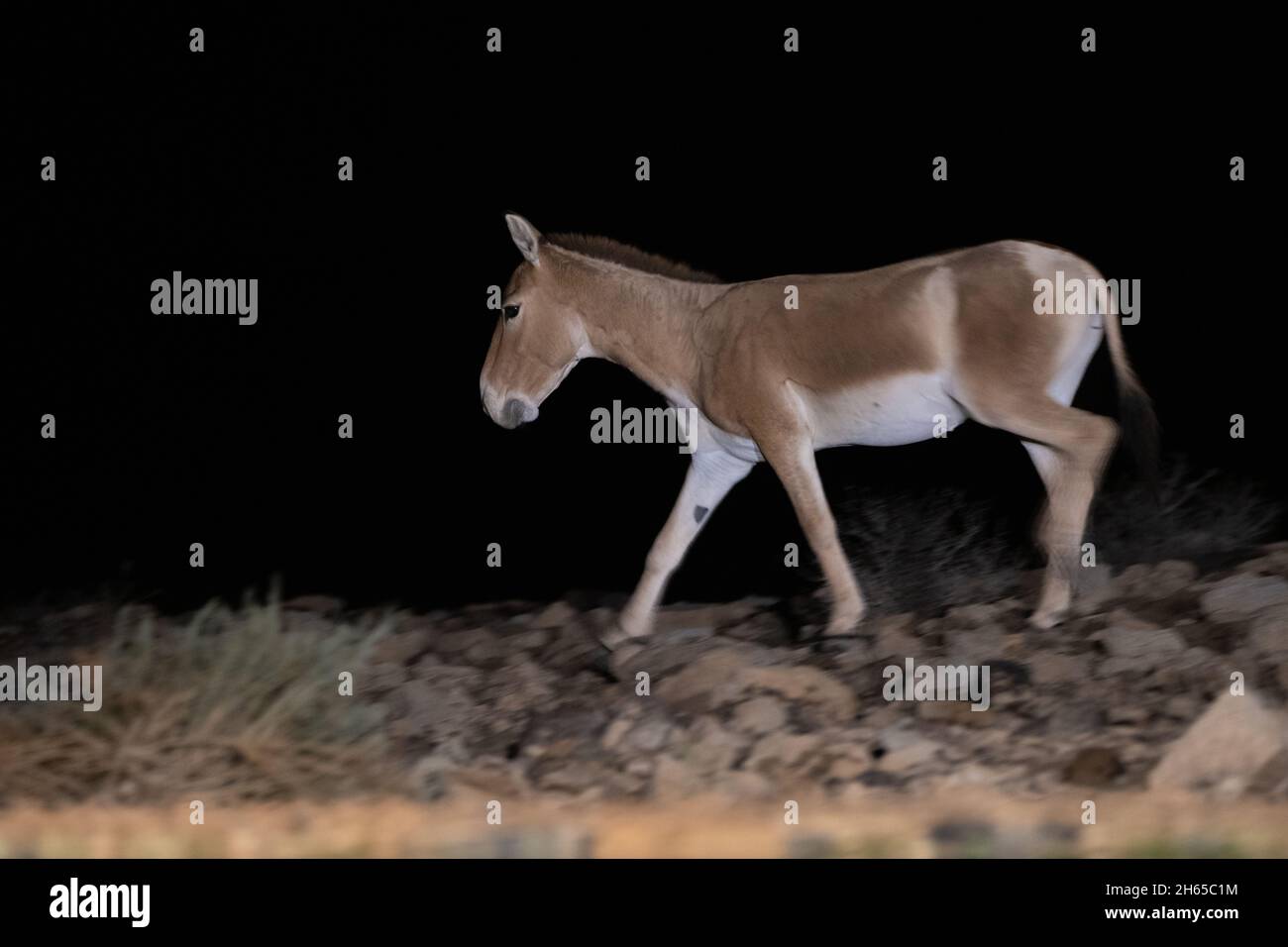 Asiatic Wild Ass