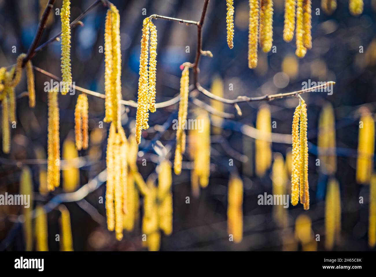Spring flowers catkins of Common hazel (Corylus avellana) similar to ...