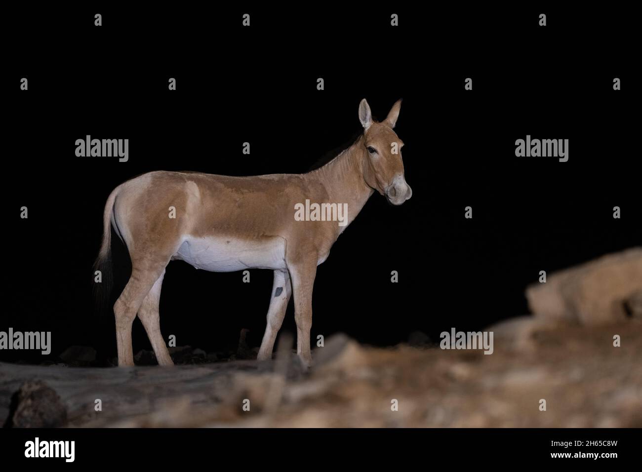 Onager (Equus hemionus), also known as hemione or Asiatic wild ass at ...