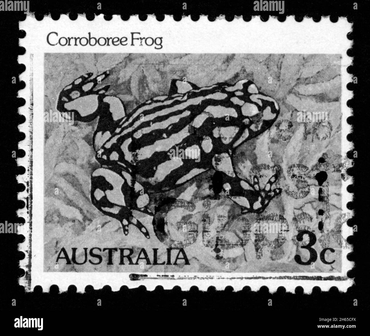 Corroboree frog hi-res stock photography and images - Alamy