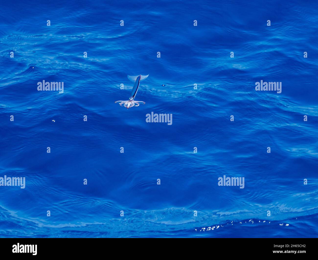 Flying squid, in the family Ommastrephidae, while crossing the Atlantic ...