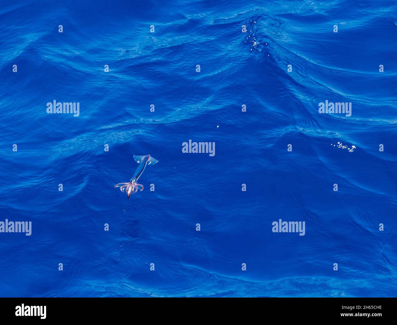 Flying squid, in the family Ommastrephidae, while crossing the Atlantic ...