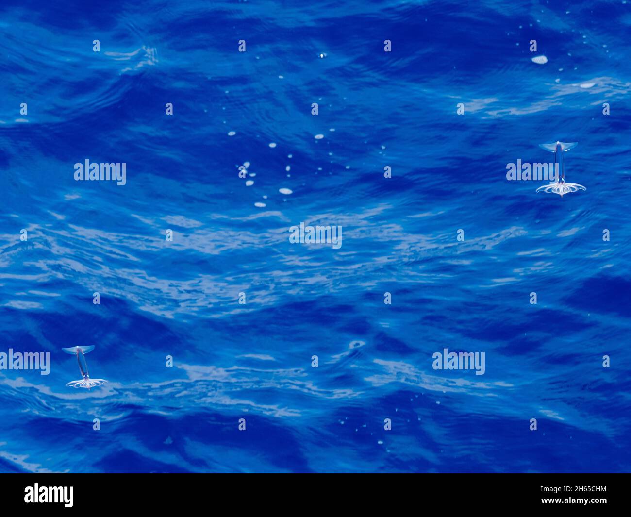 Flying squid, in the family Ommastrephidae, while crossing the Atlantic ...