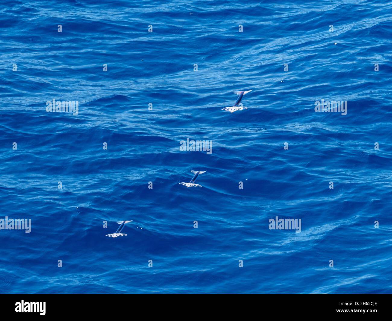 Flying squid, in the family Ommastrephidae, while crossing the Atlantic ...