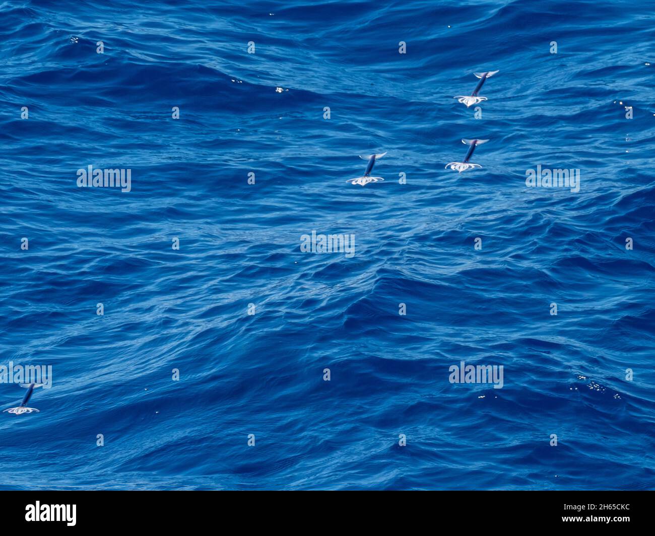 Flying squid, in the family Ommastrephidae, while crossing the Atlantic ...