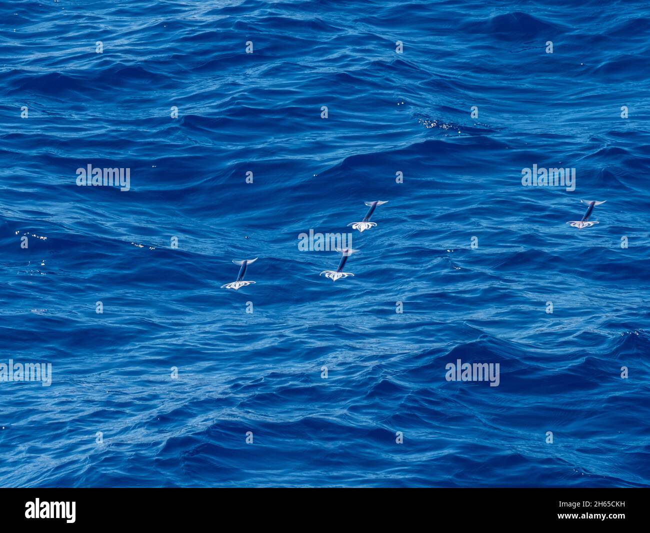 Flying squid, in the family Ommastrephidae, while crossing the Atlantic ...