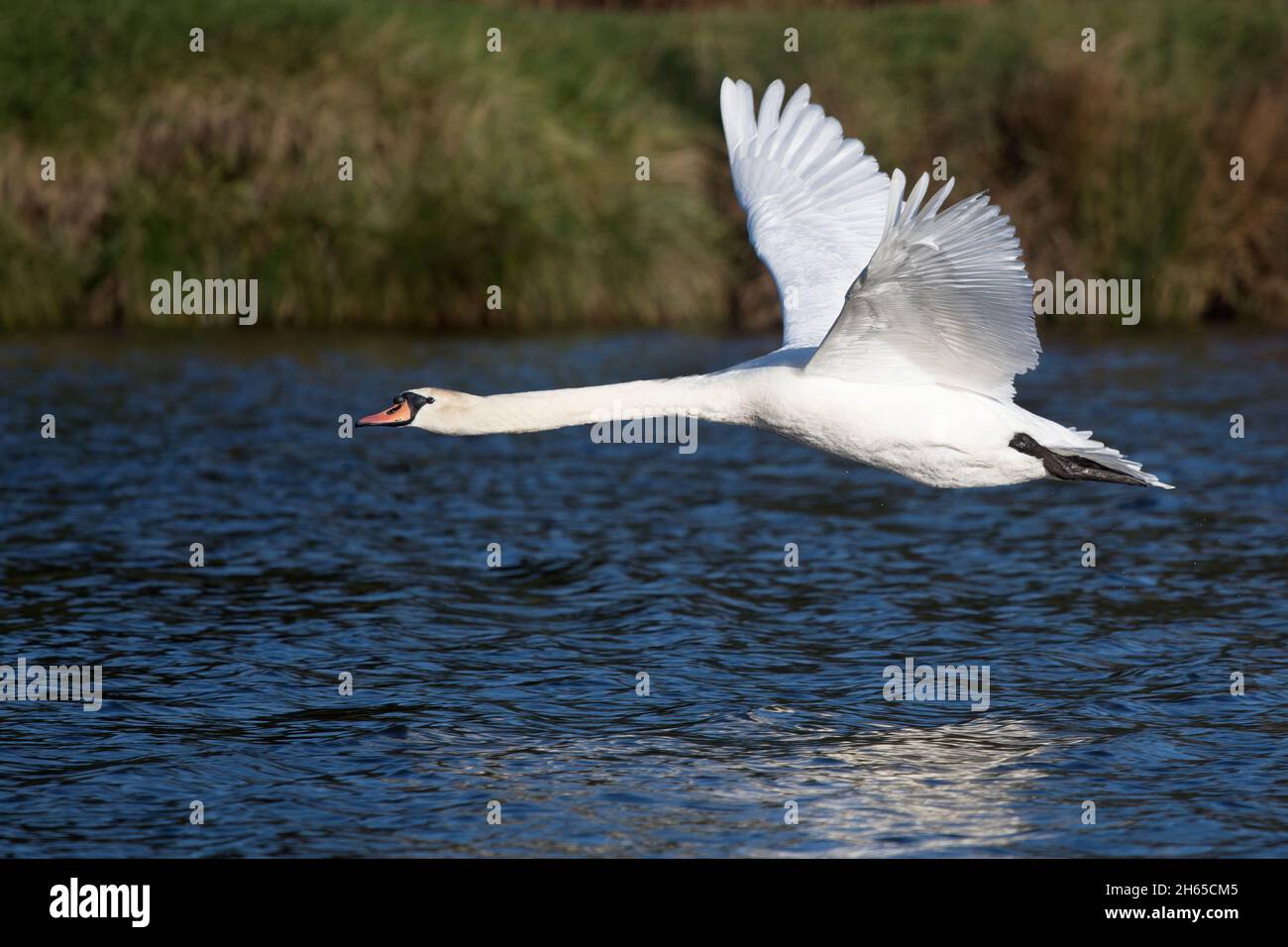 Swan Flying Low High Resolution Stock Photography and Images - Alamy