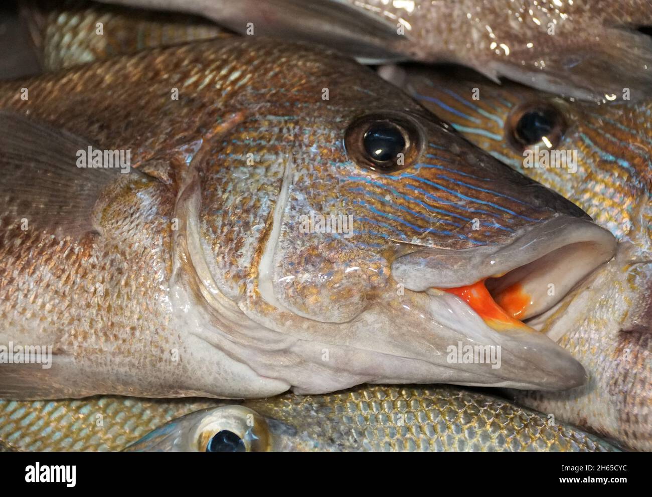 Open mouth fish seafood hi-res stock photography and images - Alamy