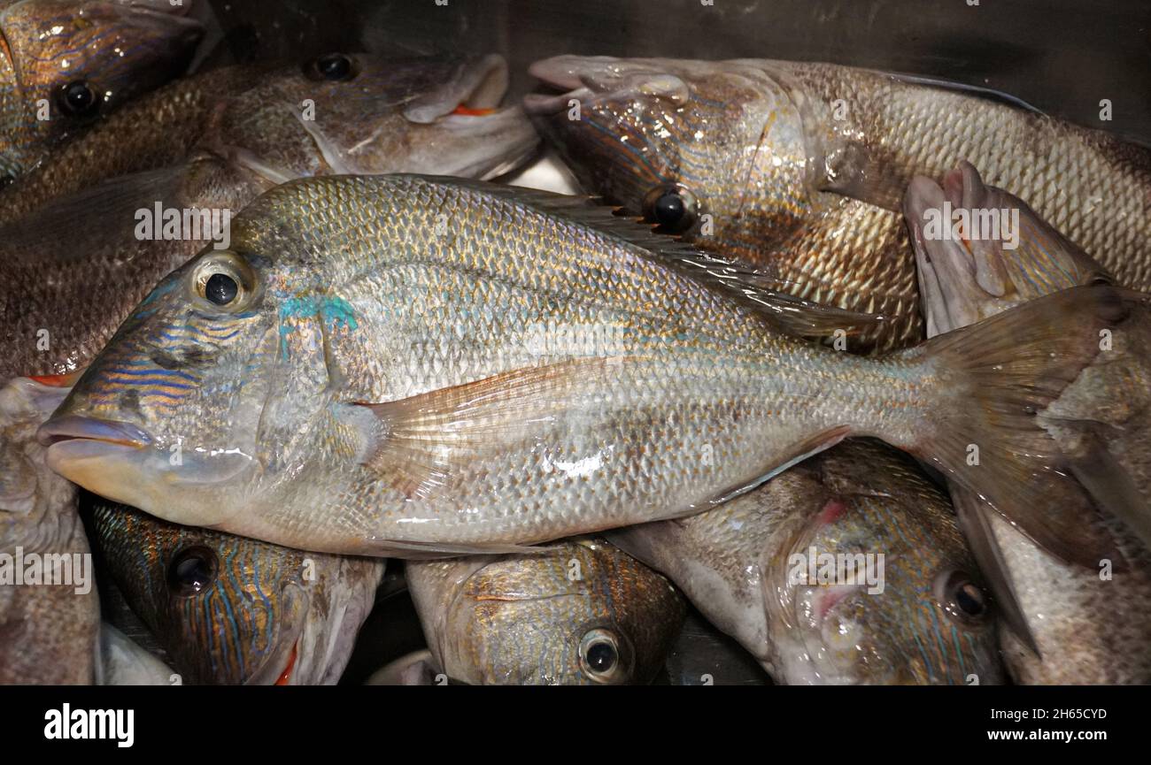 Close up of a jolthead porgy on top of other fish Stock Photo - Alamy
