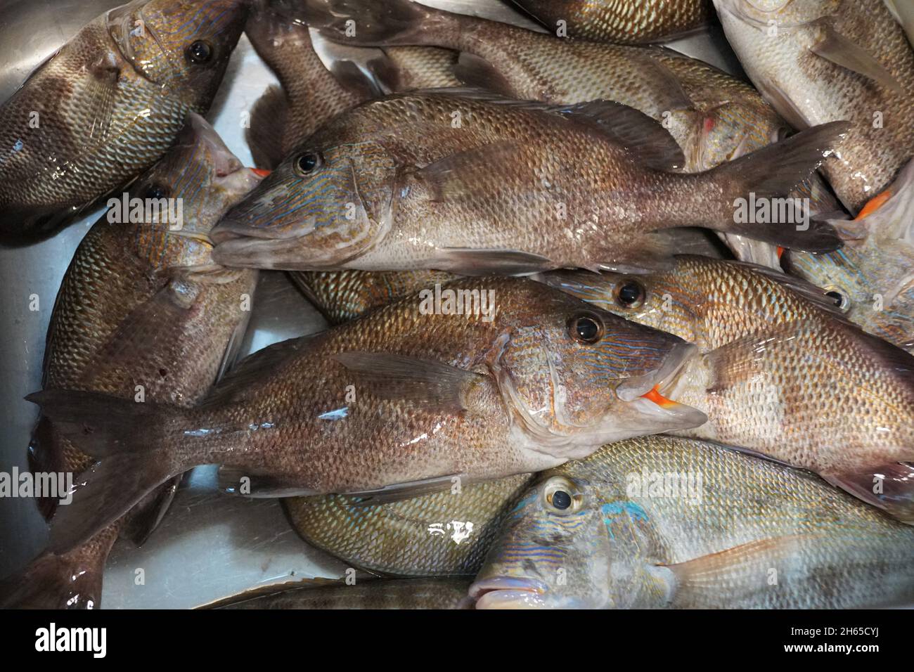 A pile of grey snapper and porgy inside a sink Stock Photo - Alamy