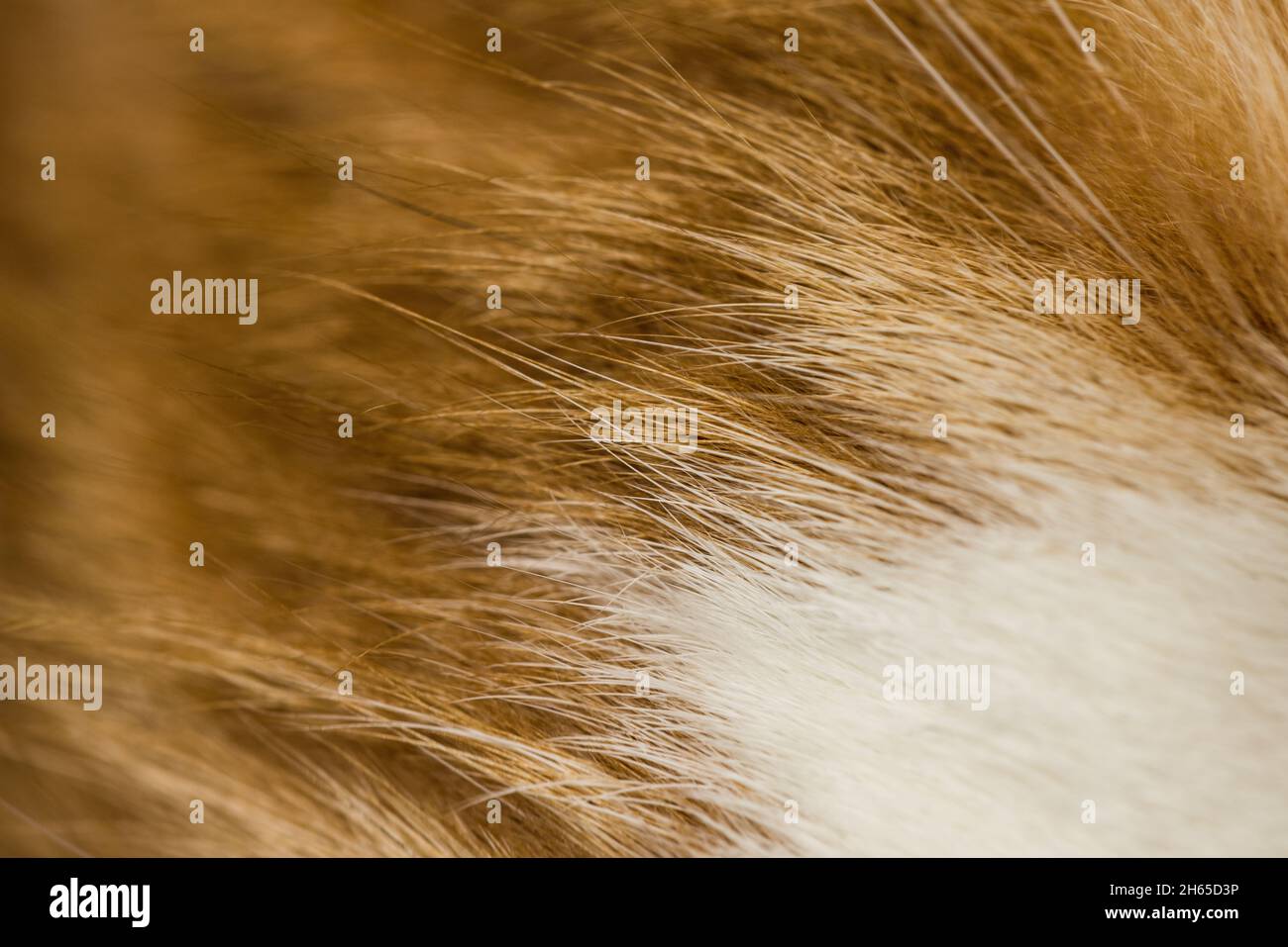 White orange cat hi-res stock photography and images - Alamy