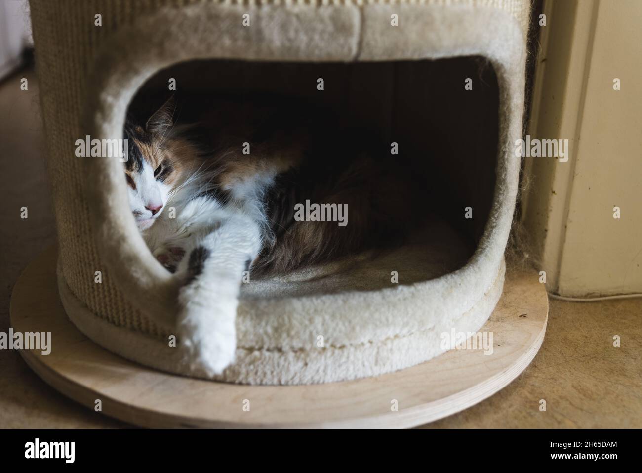 Cat sleeping hidden inside a big scratch tree Stock Photo - Alamy