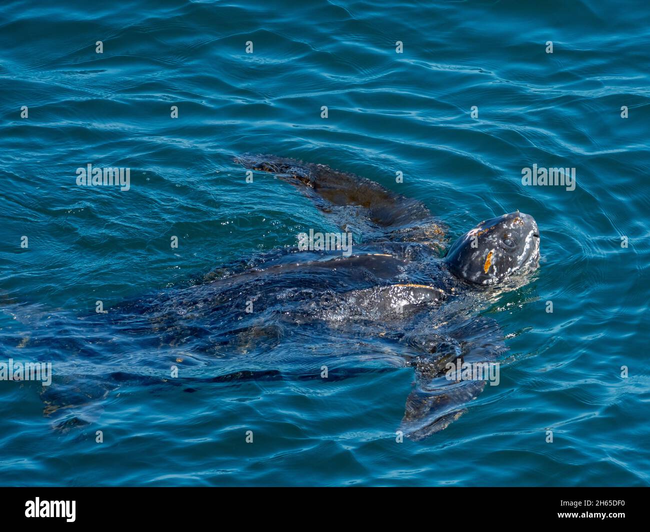 Leatherback sea turtle hi-res stock photography and images - Alamy