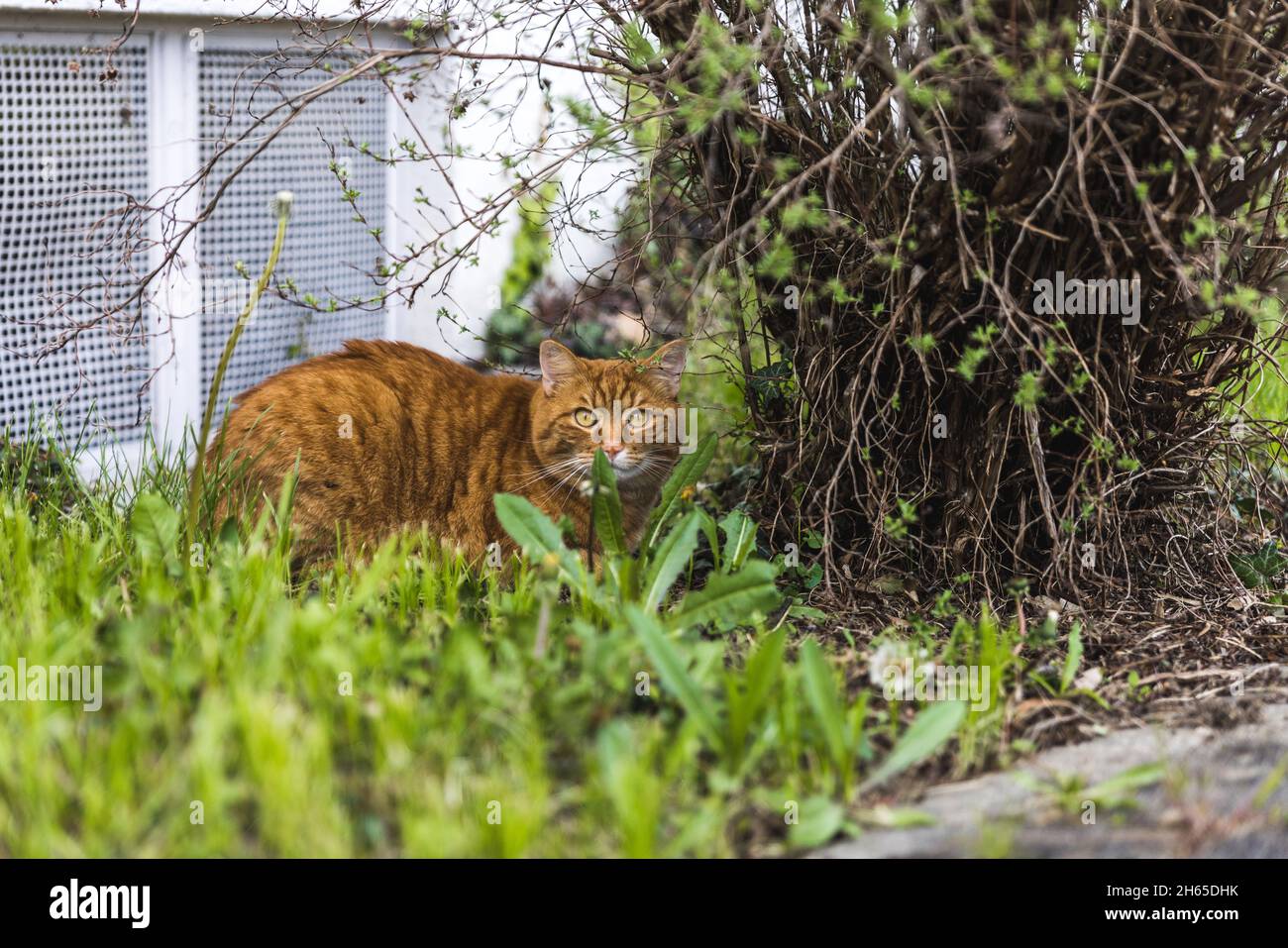 Orange cat under a bush behind gras Stock Photo - Alamy