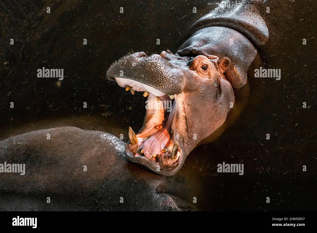 Hippo mouth open hi-res stock photography and images - Alamy