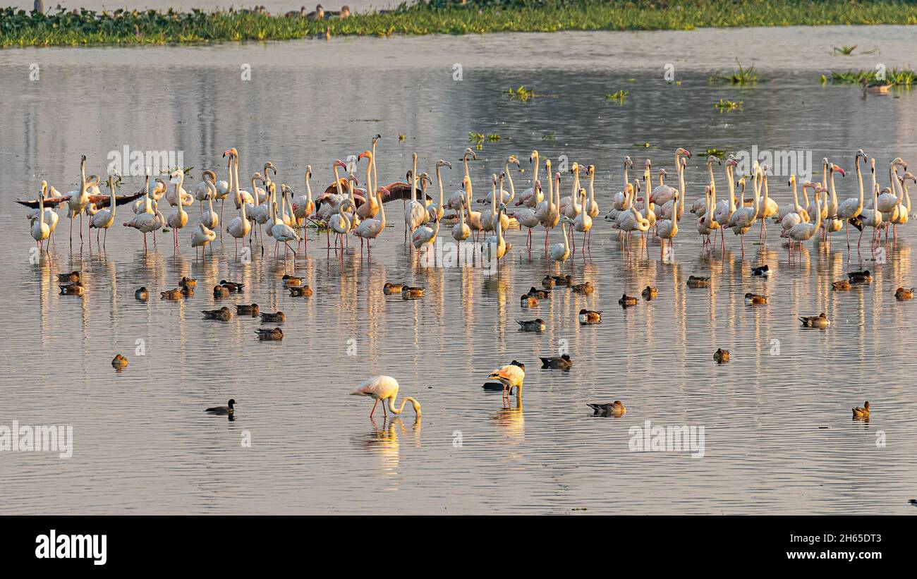 Horizontal mode alert hi-res stock photography and images - Alamy