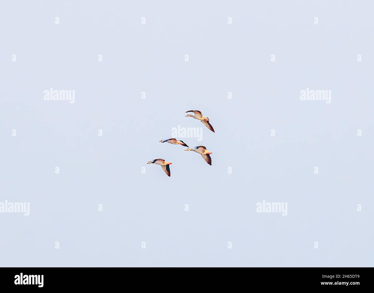 Four Bar Headed goose in sky in a geometrical shape Stock Photo - Alamy