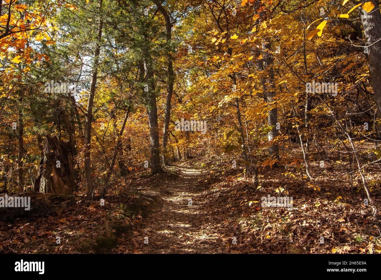Golden foliage and fall color in the morning light. Starved Rock state ...