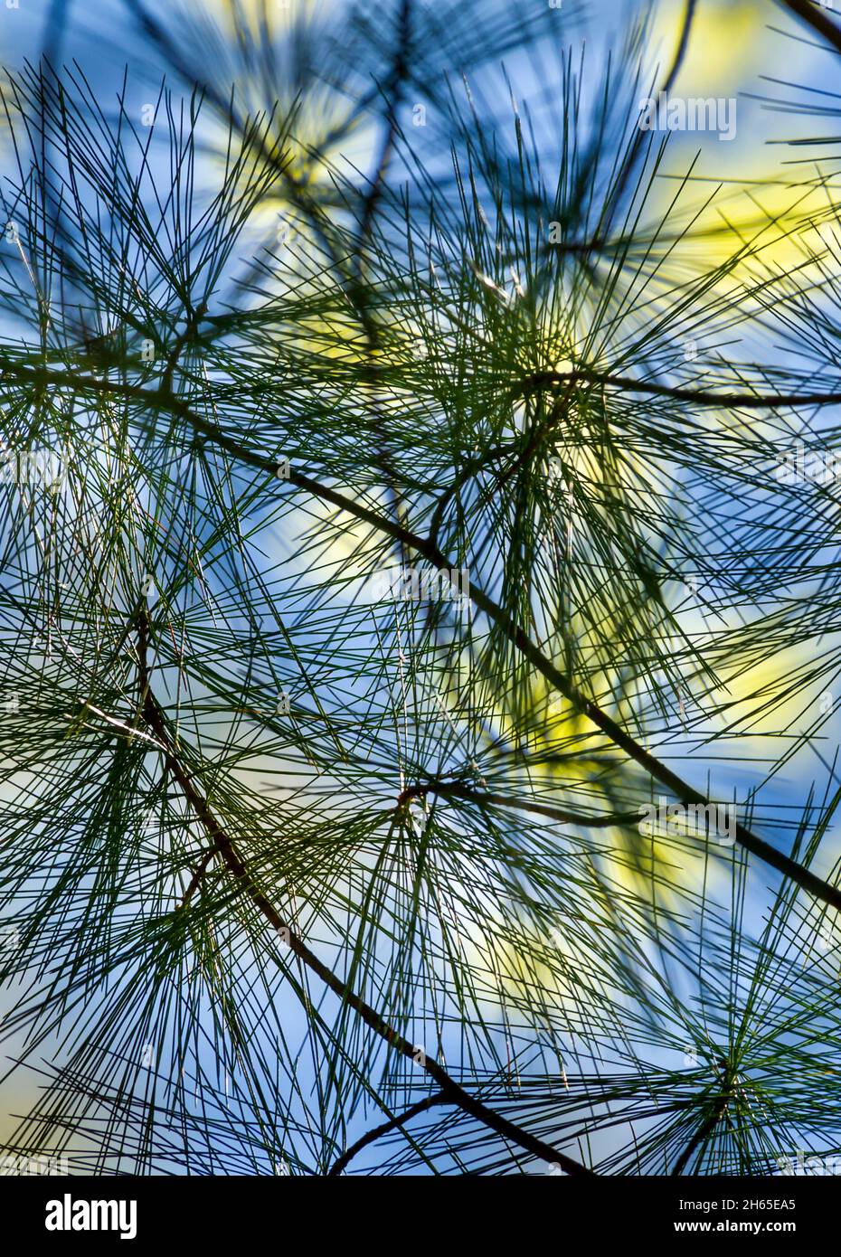 Interlacing branches hi-res stock photography and images - Alamy