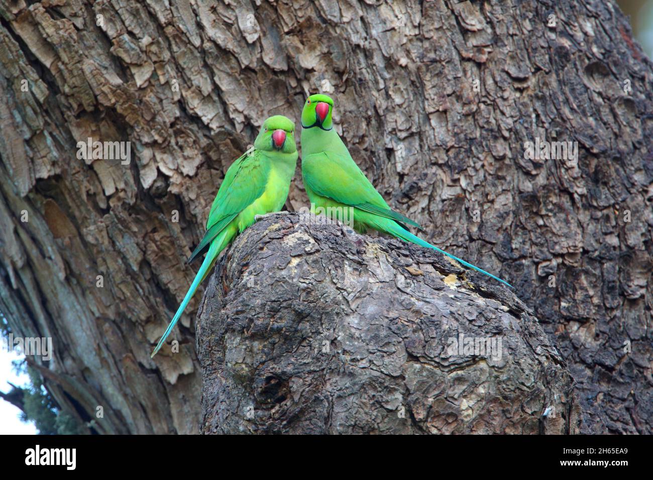 A pair of Rose-ringed Parakeets or Ring-necked Parakeets (Psittacula ...