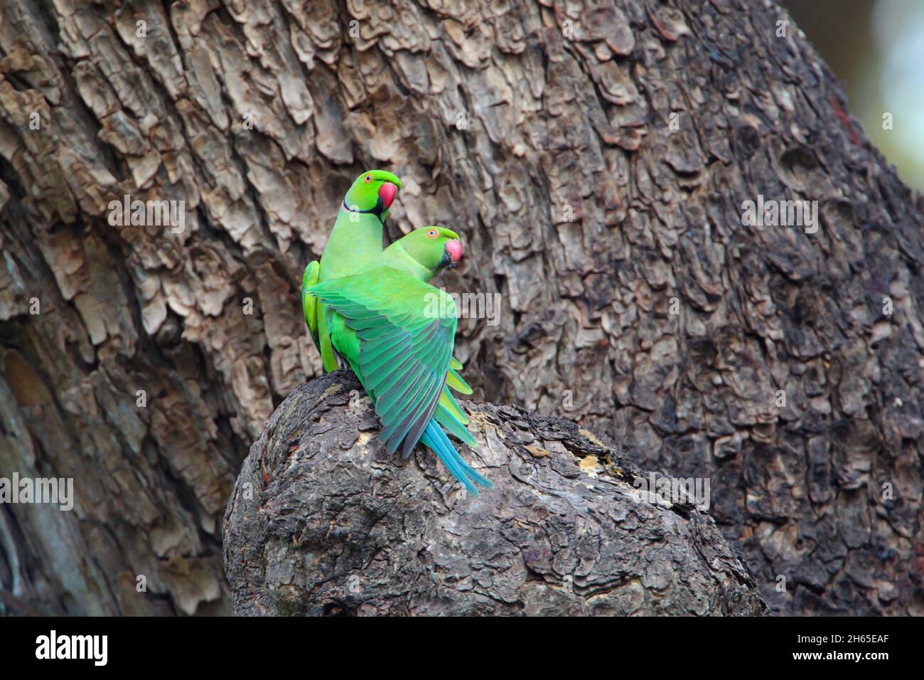 A pair of Rose-ringed Parakeets or Ring-necked Parakeets (Psittacula ...