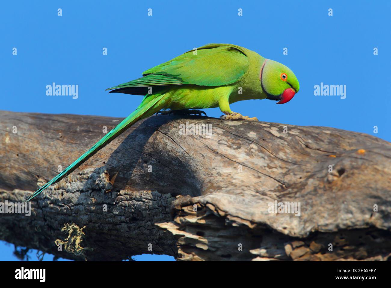 An adult male Rose-ringed Parakeet or Ring-necked Parakeet (Psittacula ...