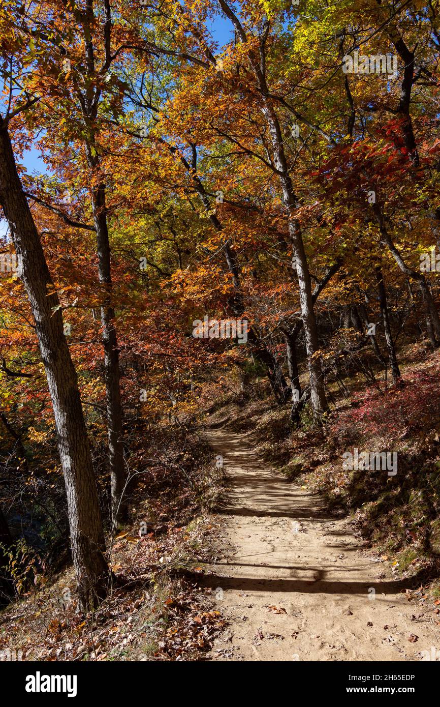Golden foliage and fall color in the morning light. Starved Rock state ...