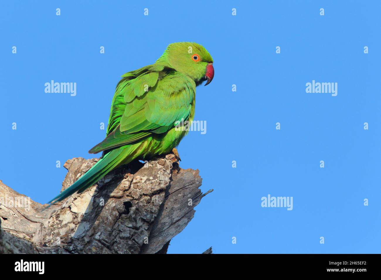 An adult female Rose-ringed Parakeet or Ring-necked Parakeet ...