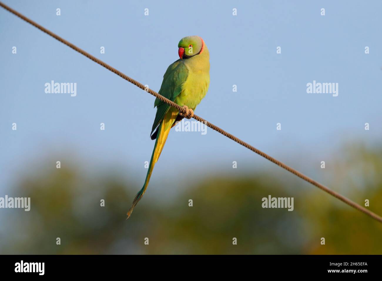 Adult rose ringed parakeets hi-res stock photography and images - Alamy
