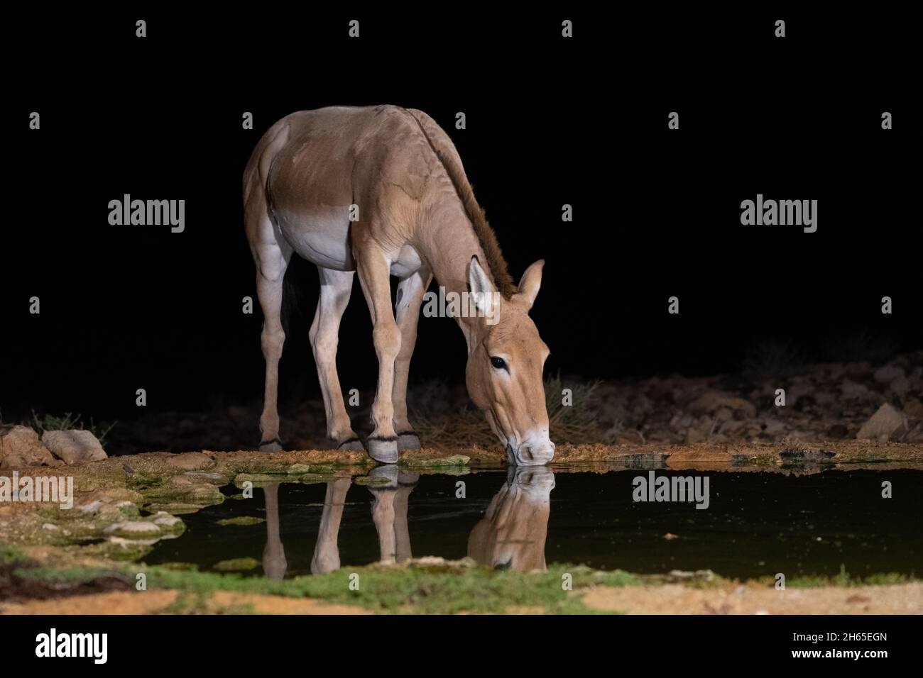 herd of Onager (Equus hemionus), also known as hemione or Asiatic wild ...