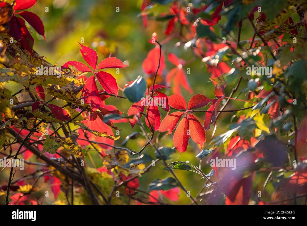 Forest red leaves hi-res stock photography and images - Alamy