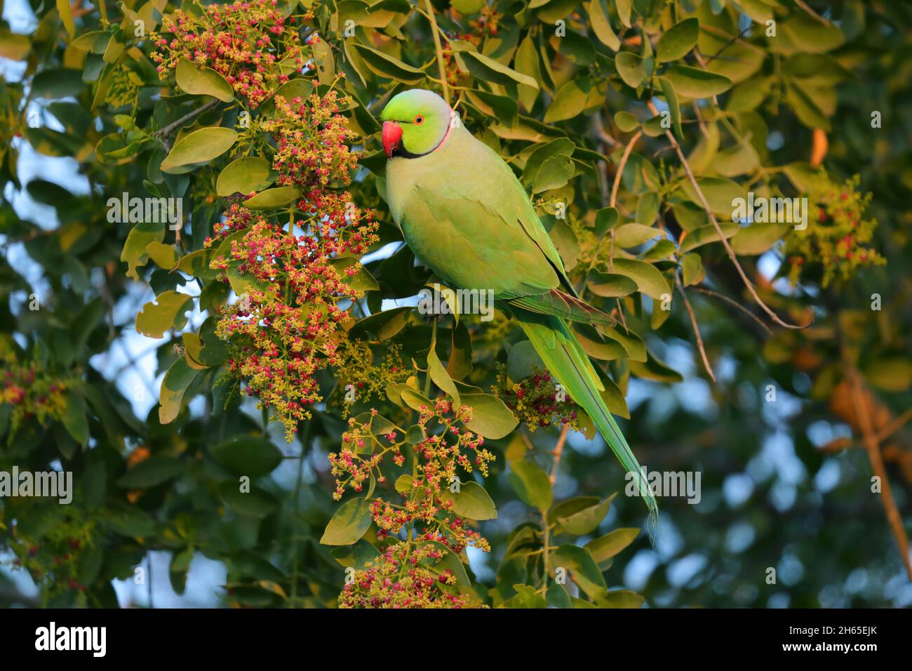 A male Rose-ringed Parakeet or Ring-necked Parakeet (Psittacula krameri ...