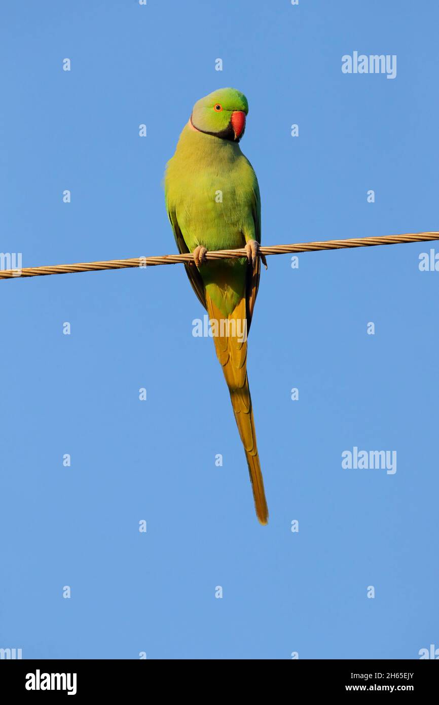 An adult male Rose-ringed Parakeet or Ring-necked Parakeet (Psittacula ...