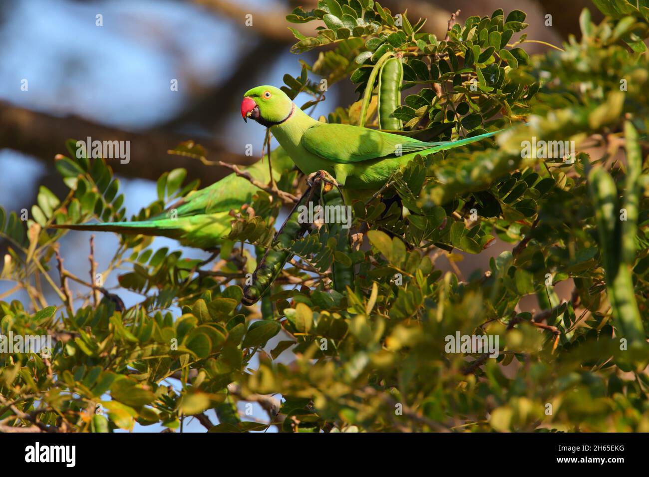 A male Rose-ringed Parakeet or Ring-necked Parakeet (Psittacula krameri ...