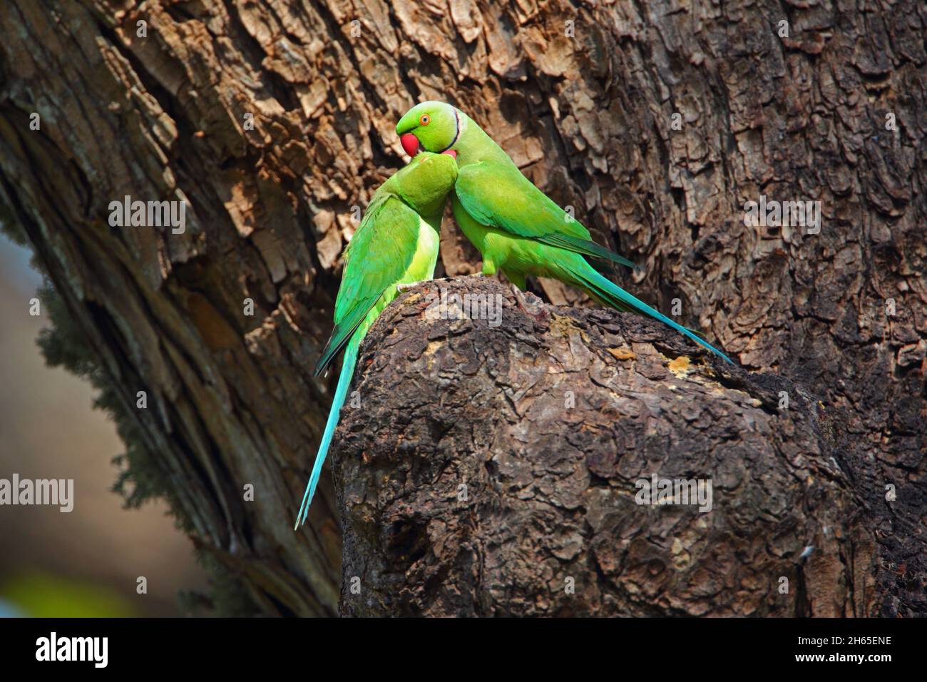 Preening parakeet hi-res stock photography and images - Alamy