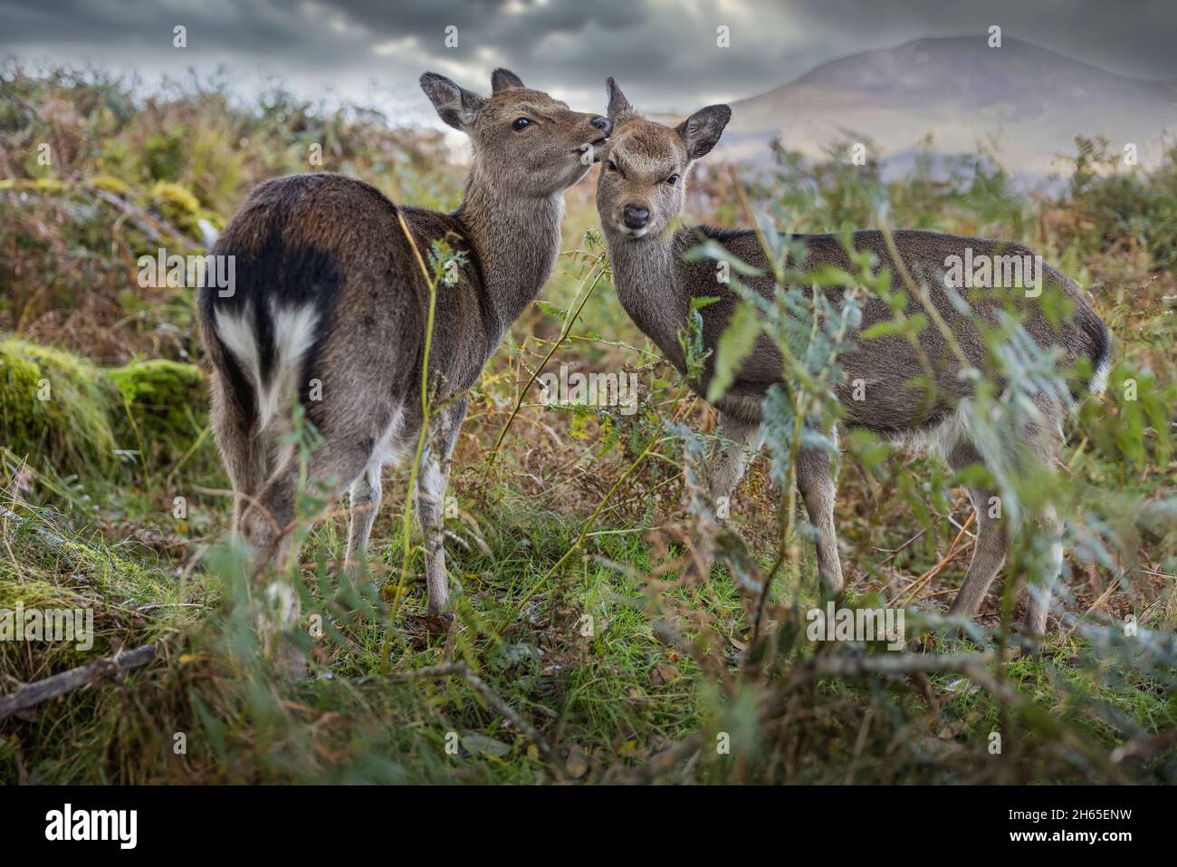 A deer and her fawn in the Killarney National Park, Ireland Stock Photo ...
