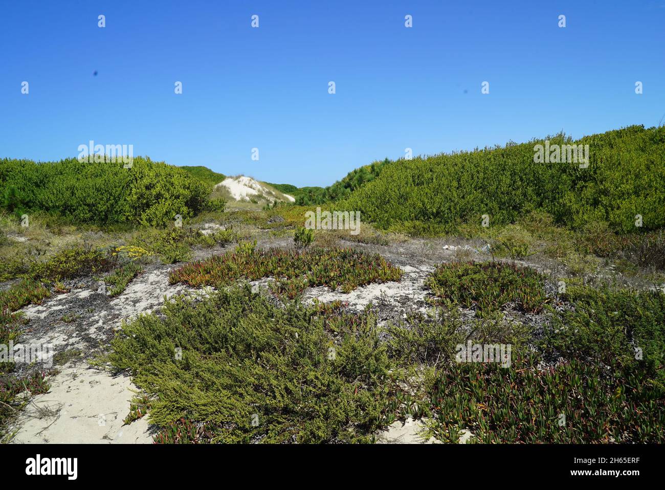 Beautiful view of the grassy beach on a sunny day Stock Photo - Alamy