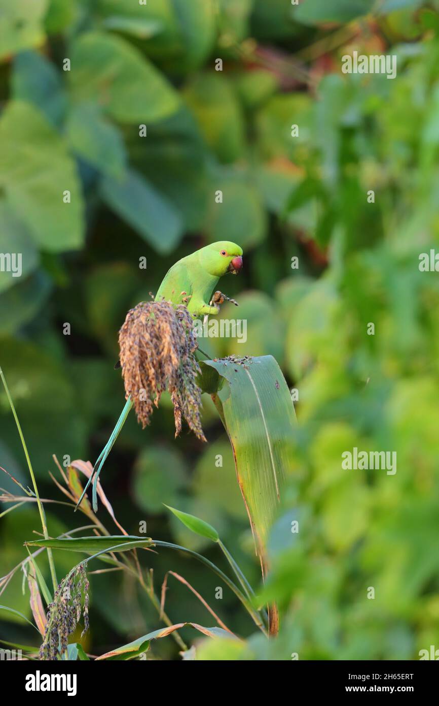 An adult female Rose-ringed Parakeet or Ring-necked Parakeet ...