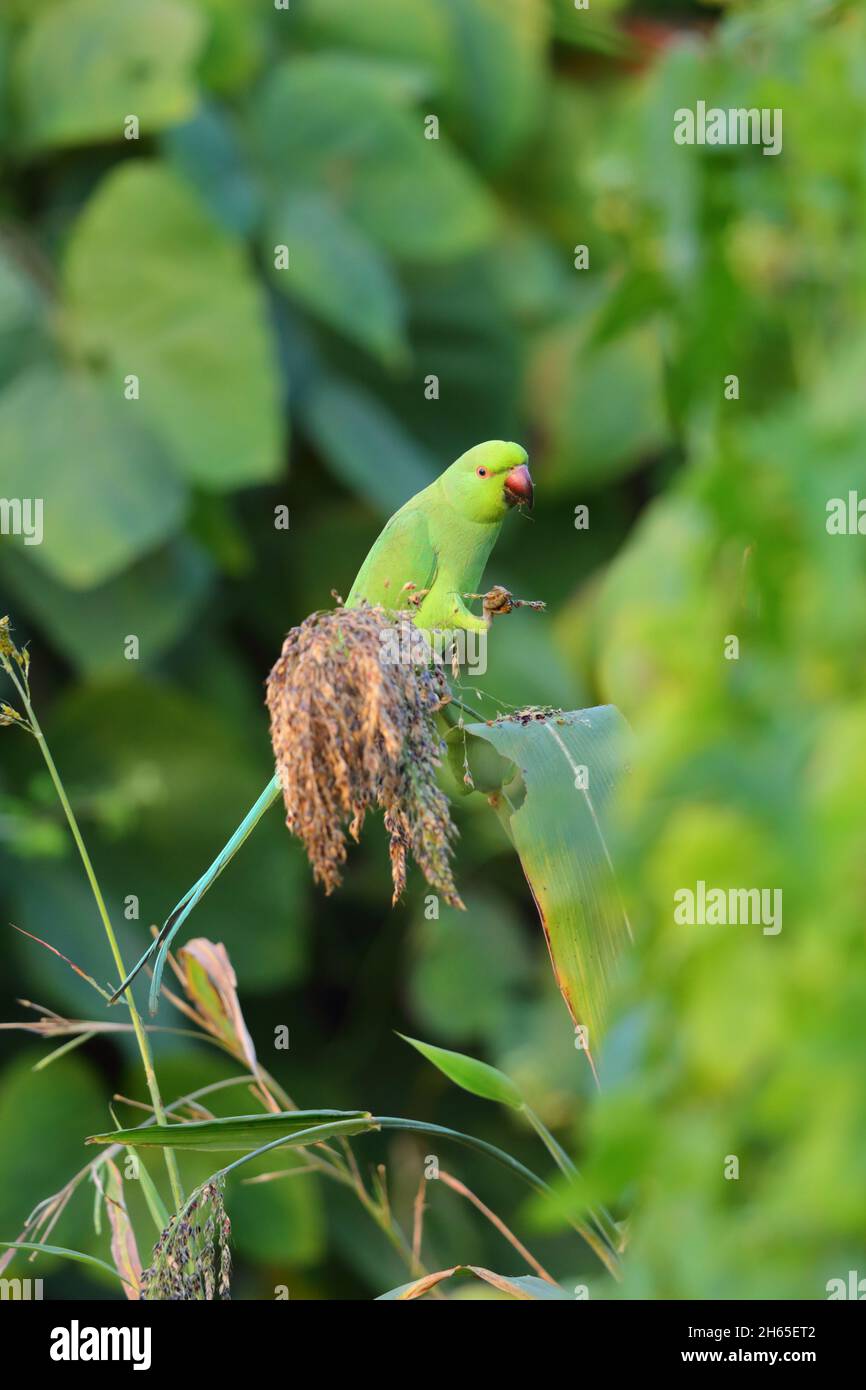 Female parakeet hi-res stock photography and images - Alamy