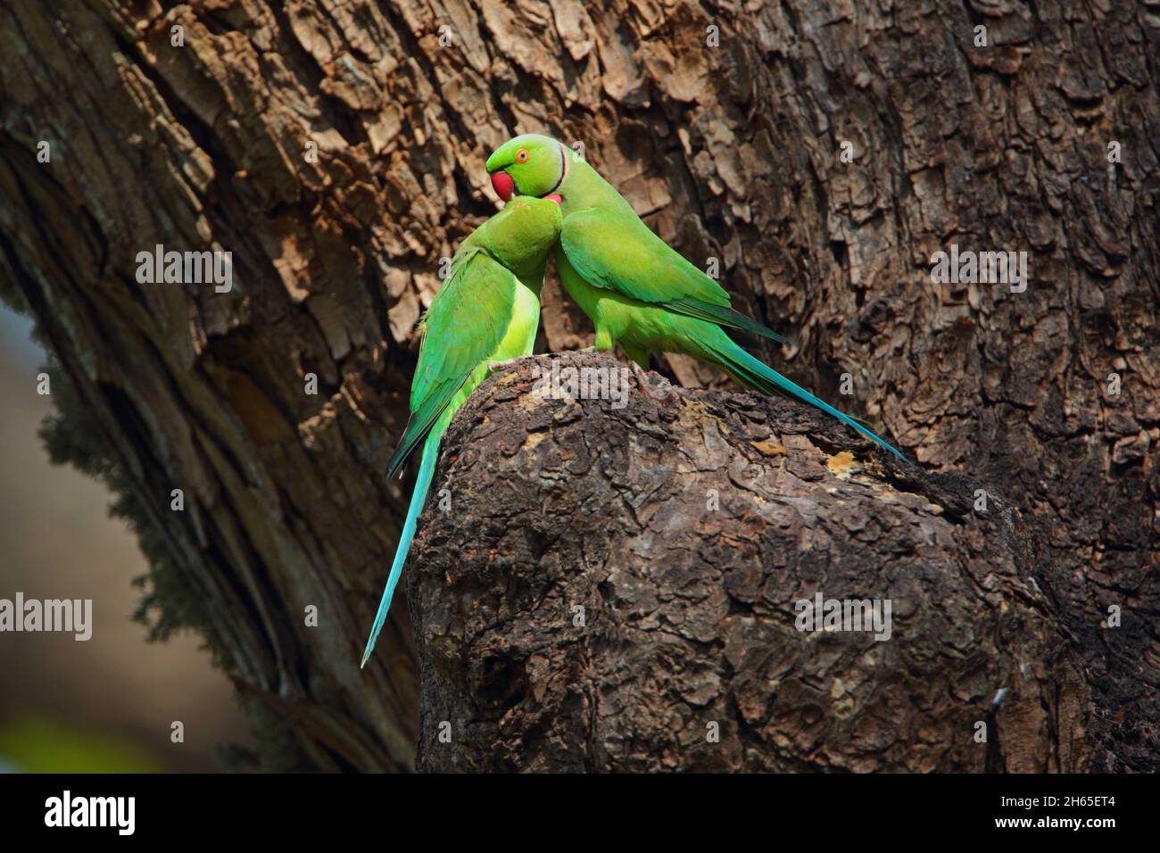A pair of Rose-ringed Parakeets or Ring-necked Parakeets (Psittacula ...