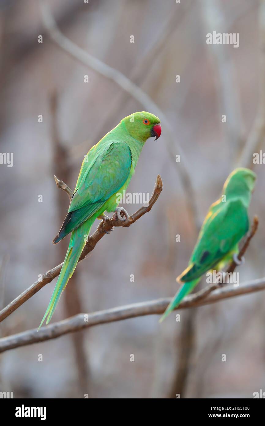 An adult female Rose-ringed Parakeet or Ring-necked Parakeet ...