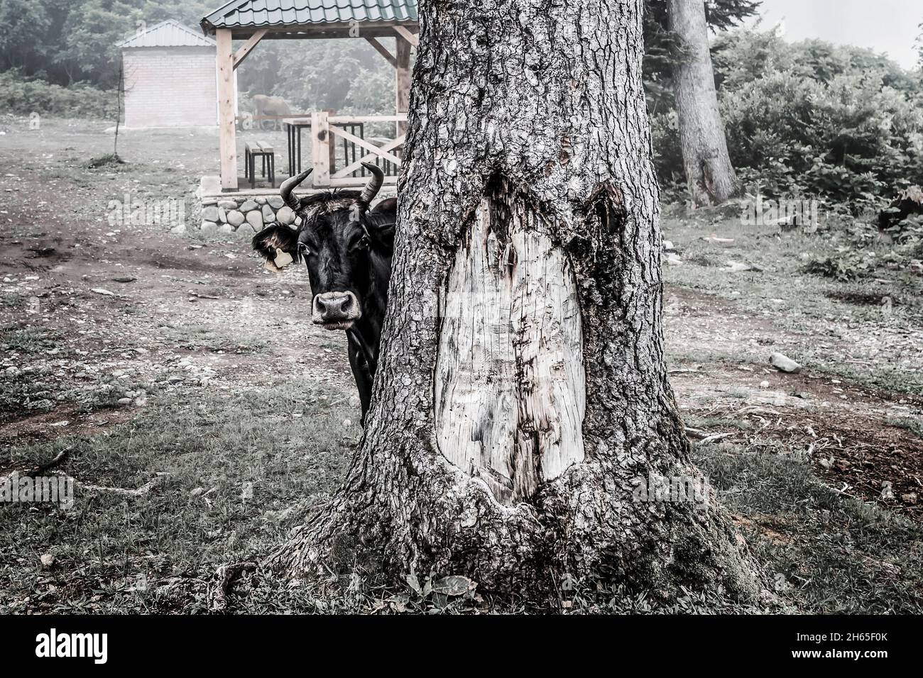 Hiding behind tree animal hi-res stock photography and images - Alamy