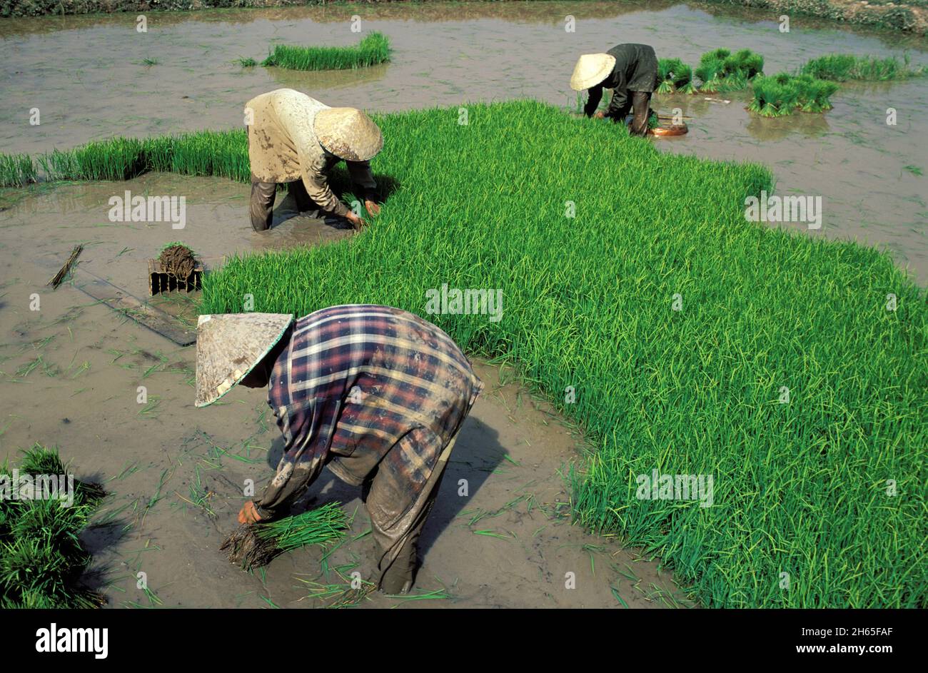 Riz Rice Field High Resolution Stock Photography and Images - Alamy