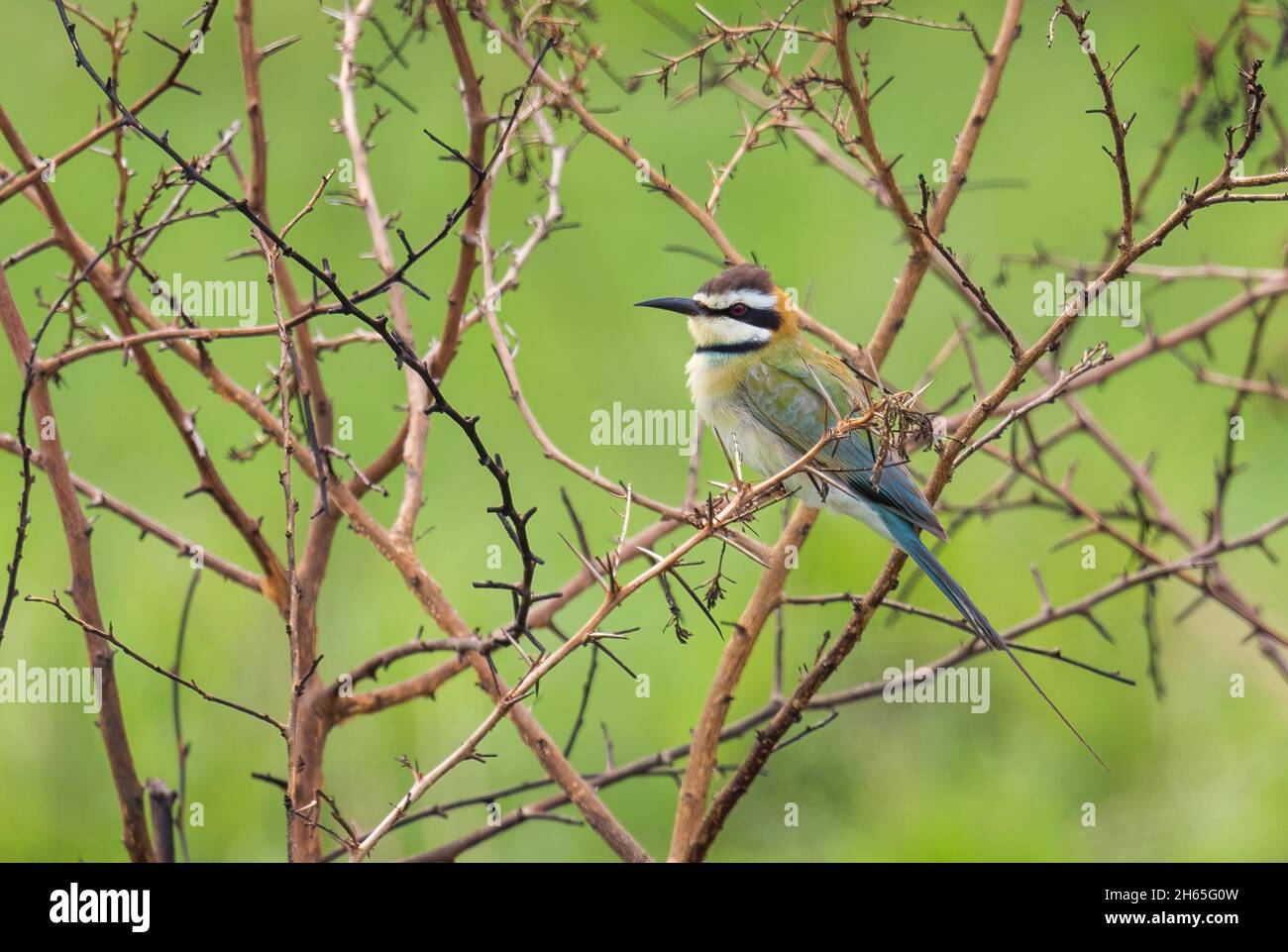 Cameroon national park hi-res stock photography and images - Alamy