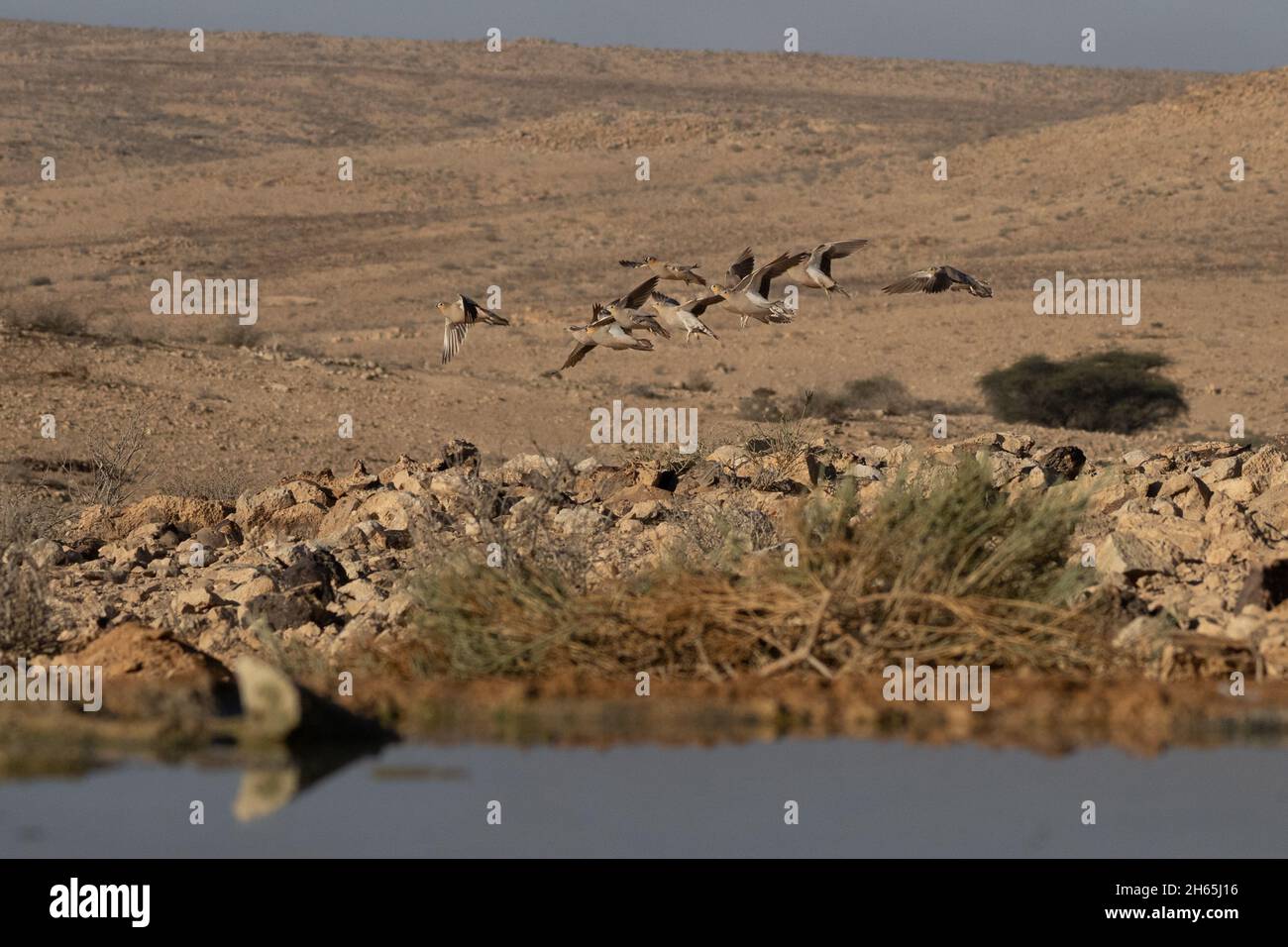Crowned sandgrouse Flying after drinking water in a desert spring Stock ...