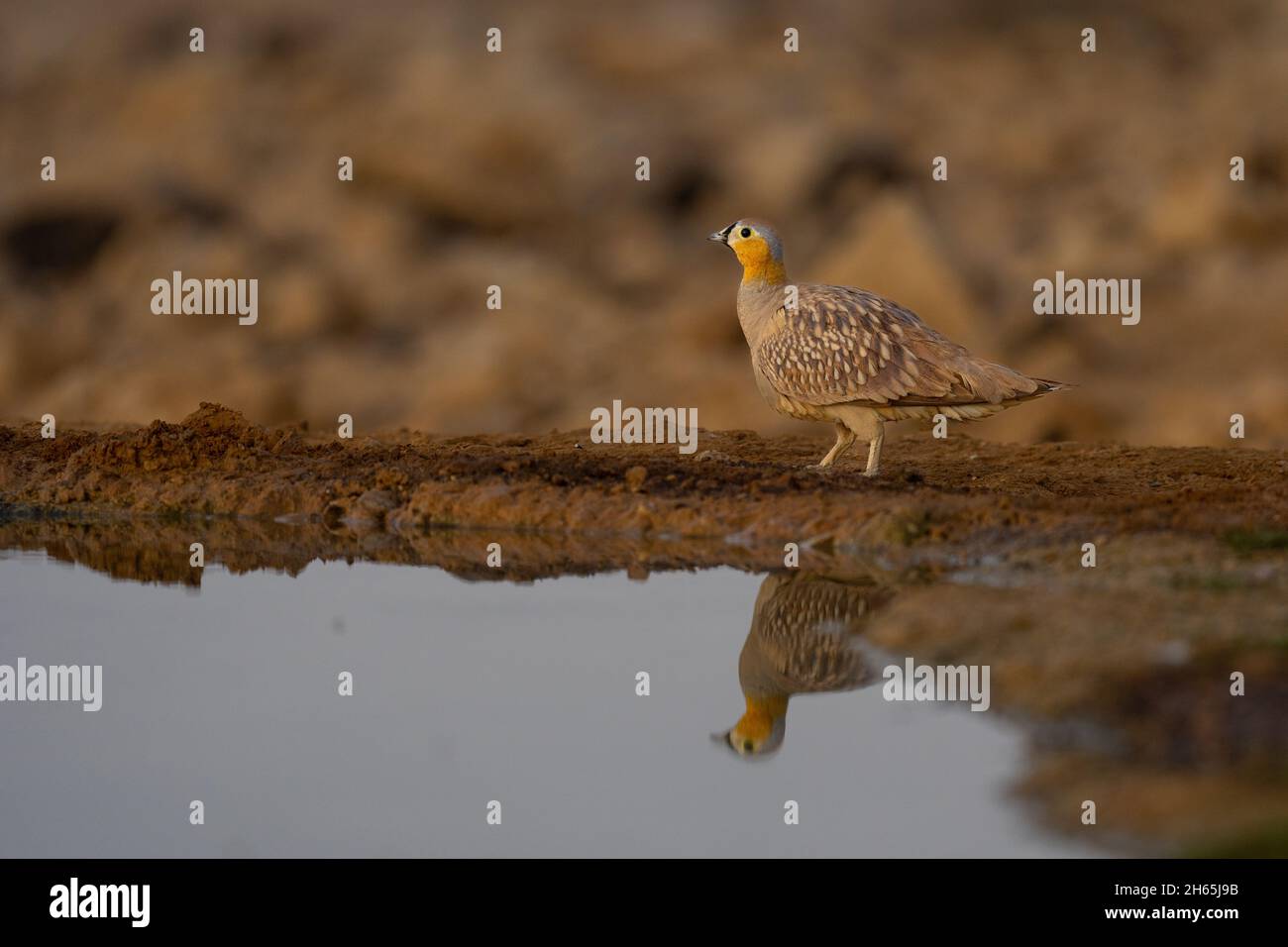 Crowned sandgrouse drinking water in the desert Stock Photo - Alamy